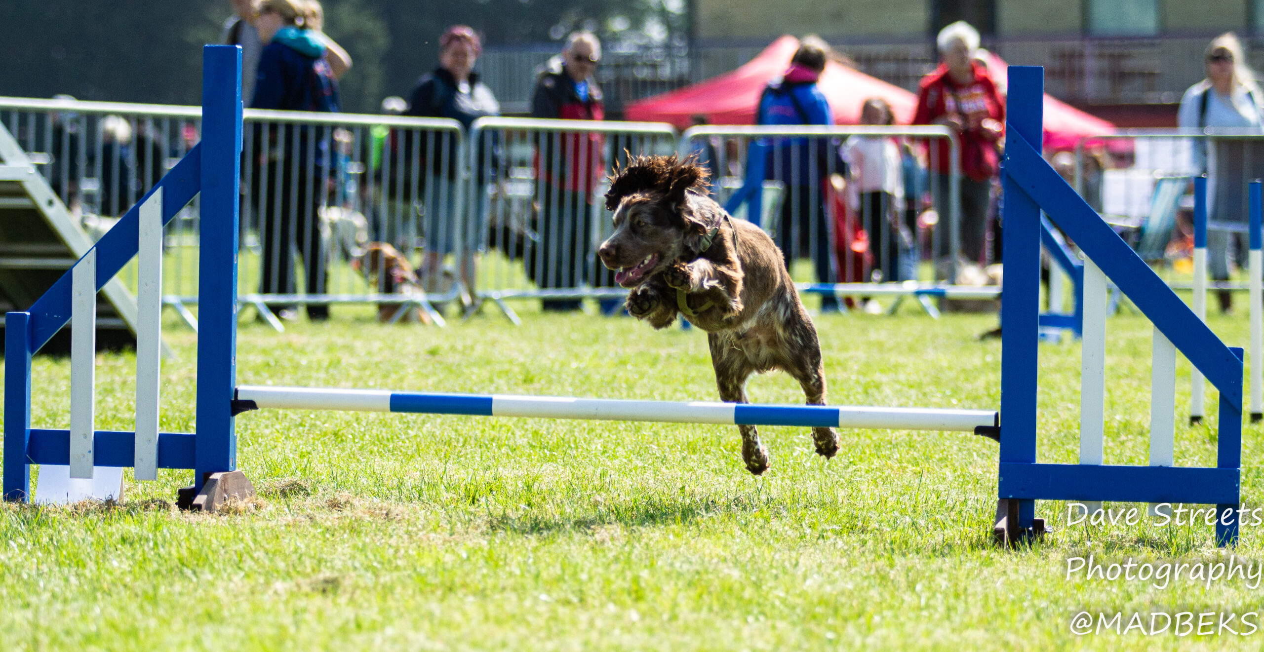 Have-A-Go Show Ring & Dog Activities | The Big Bark Festival