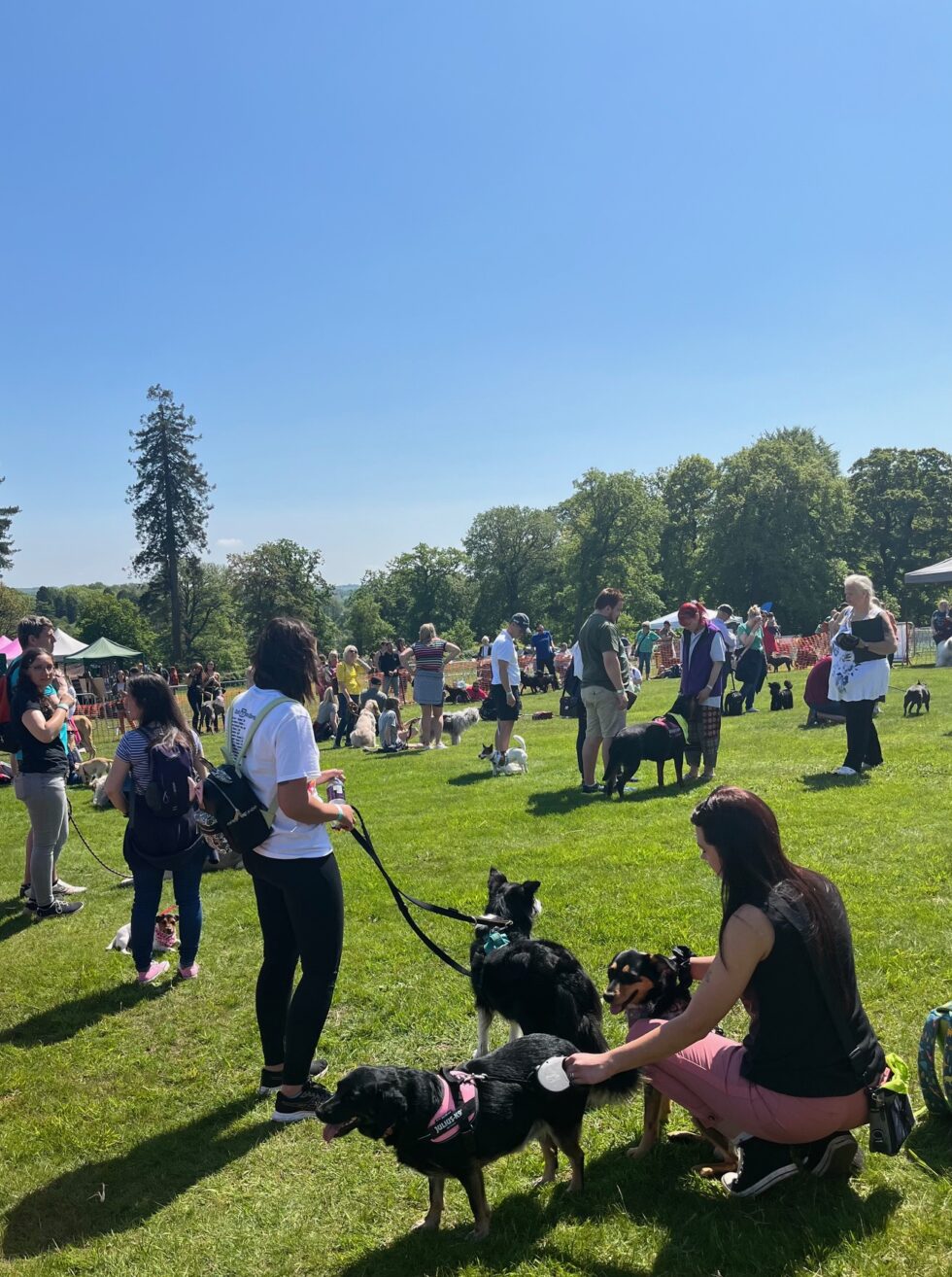 Dog Show and Classes at The Big Bark – Enter on the Day